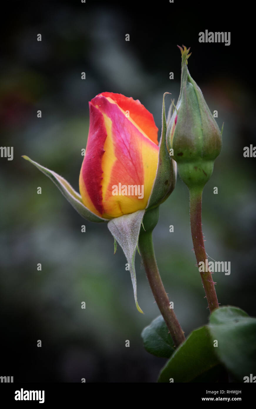 A rose bud Stock Photo - Alamy