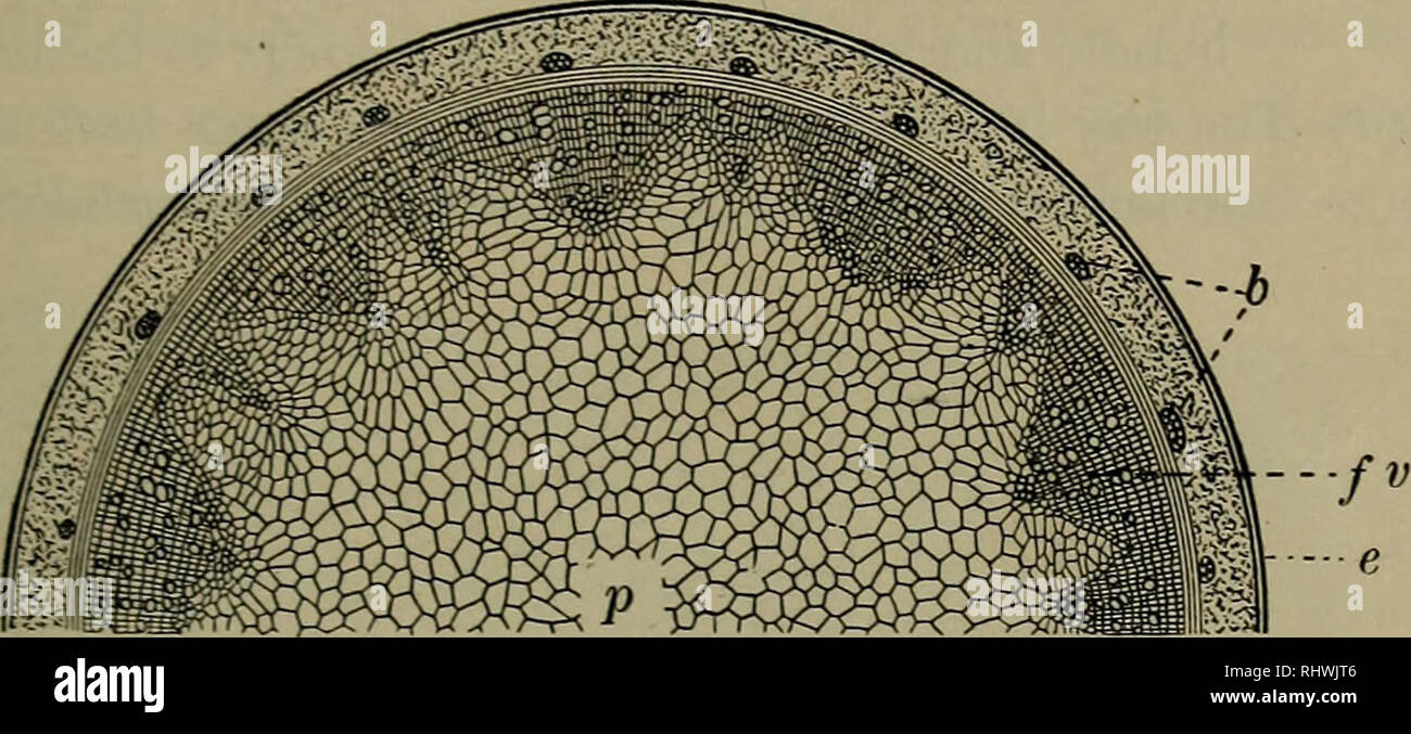 Bast drawing hi-res stock photography and images - Alamy