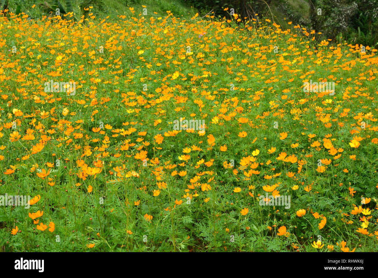 Sulfur Cosmos, Yellow Cosmos (C. sulphureus) in the garden, Beautiful ...