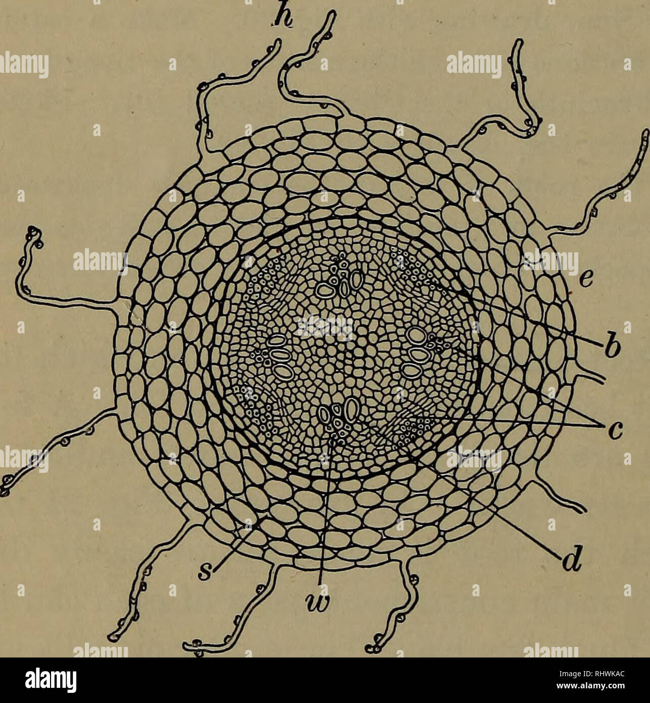 Transverse section root microscope hi-res stock photography and images ...