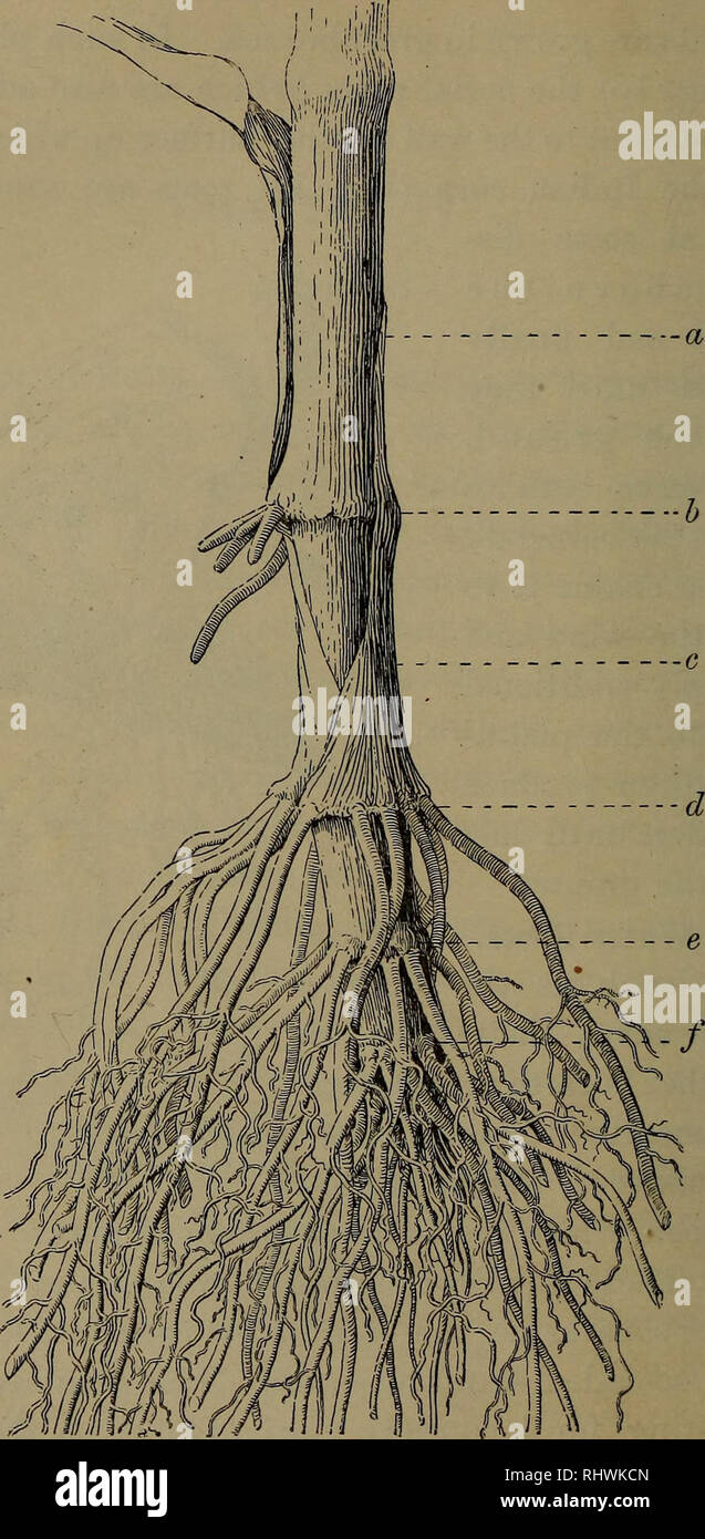 Stilt Root Diagram