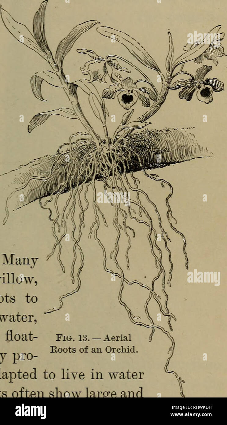 Corn adventitious roots hi-res stock photography and images - Alamy