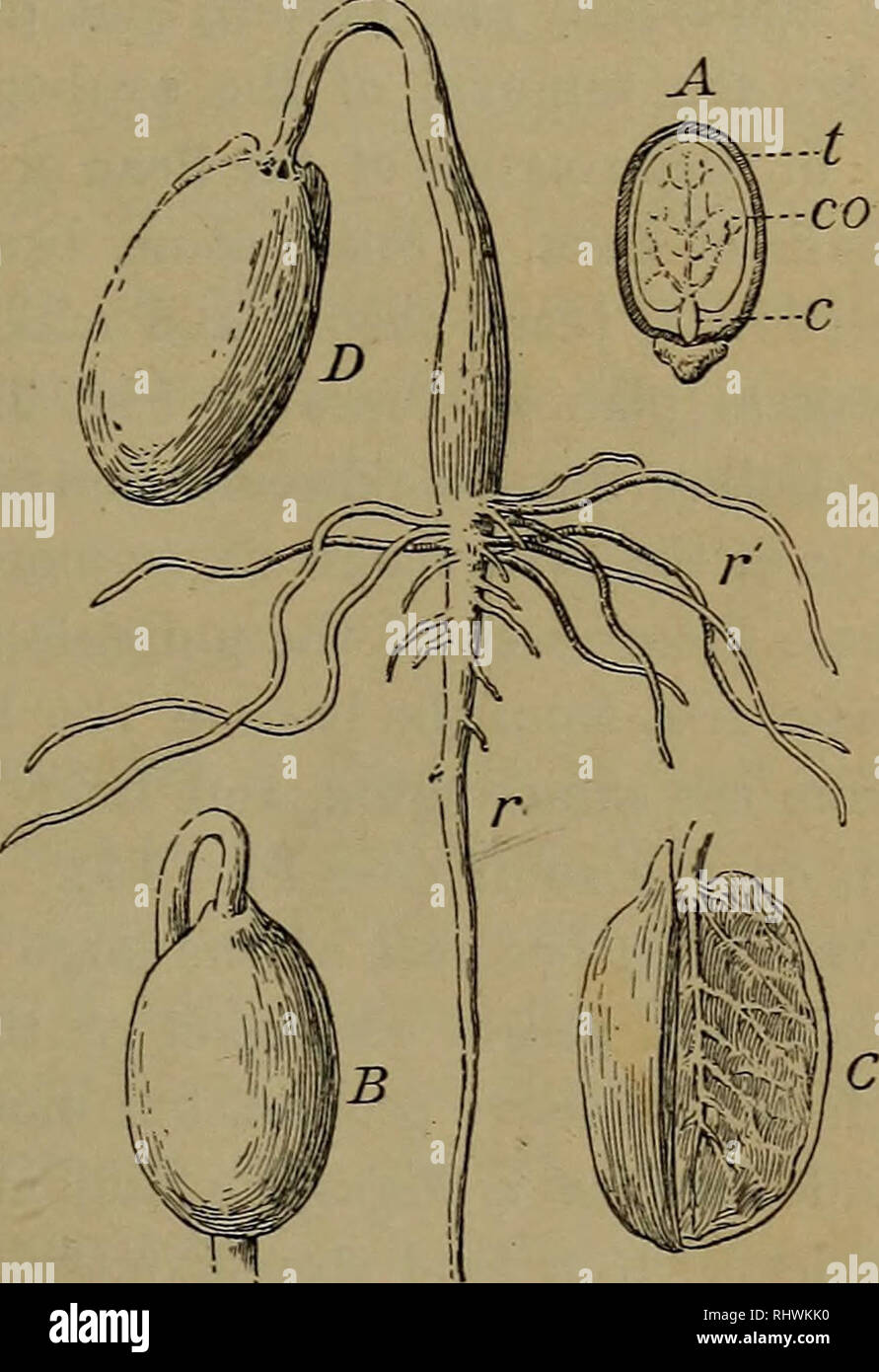 . Foundations of Botany. Botany. THE SEED AND ITS GERMINATION noticing ...