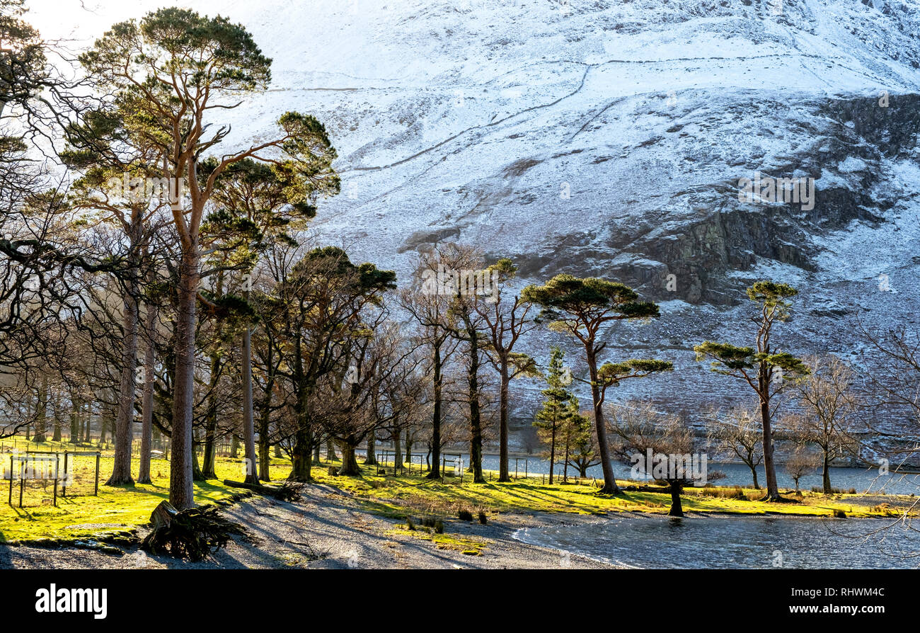 Lake Buttermere Winter Trees, The Lake District, England Stock Photo ...