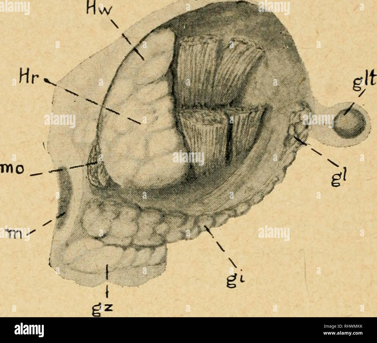 . Bensley's Practical anatomy of the rabbit : an elementary laboratory ...