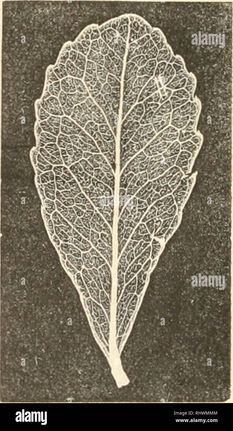 Ganzes blatt hi-res stock photography and images - Alamy