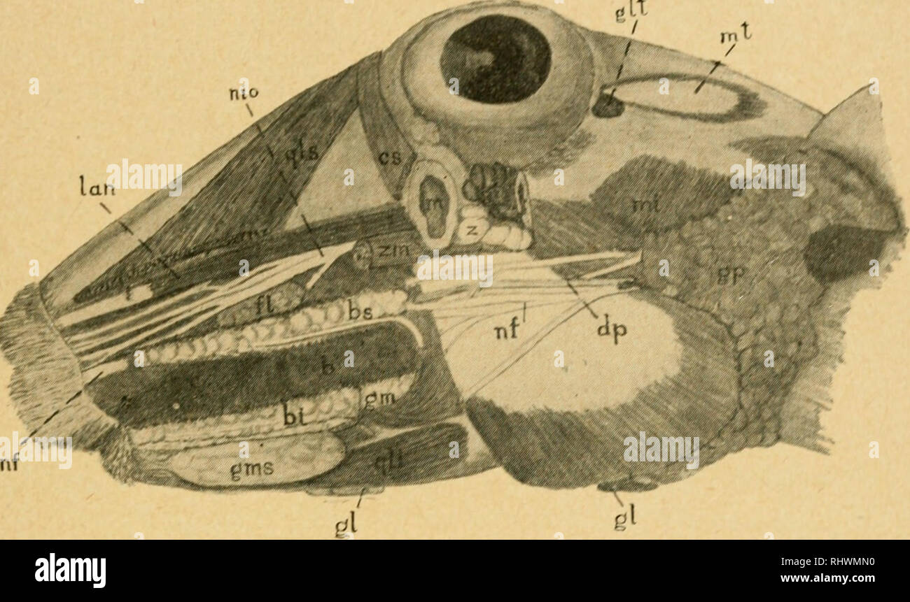 Orbicularis Oculi High Resolution Stock Photography and Images - Alamy