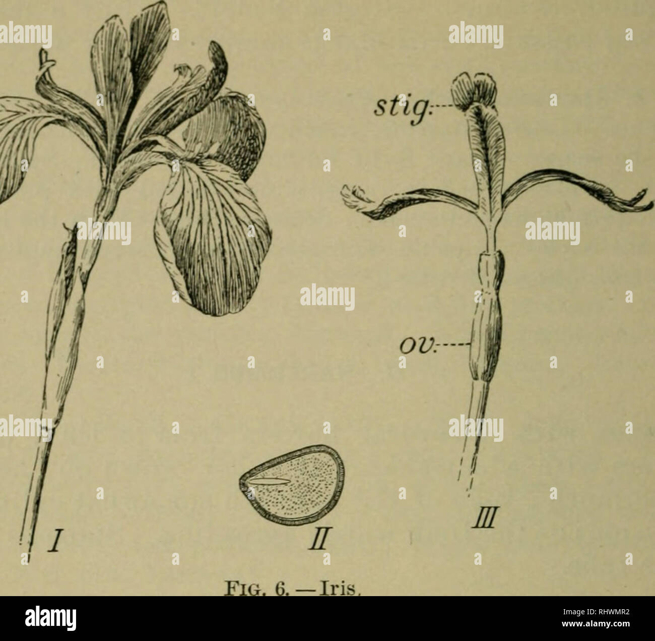 . Bergen's botany : key and flora : Northern and Central States ed ...