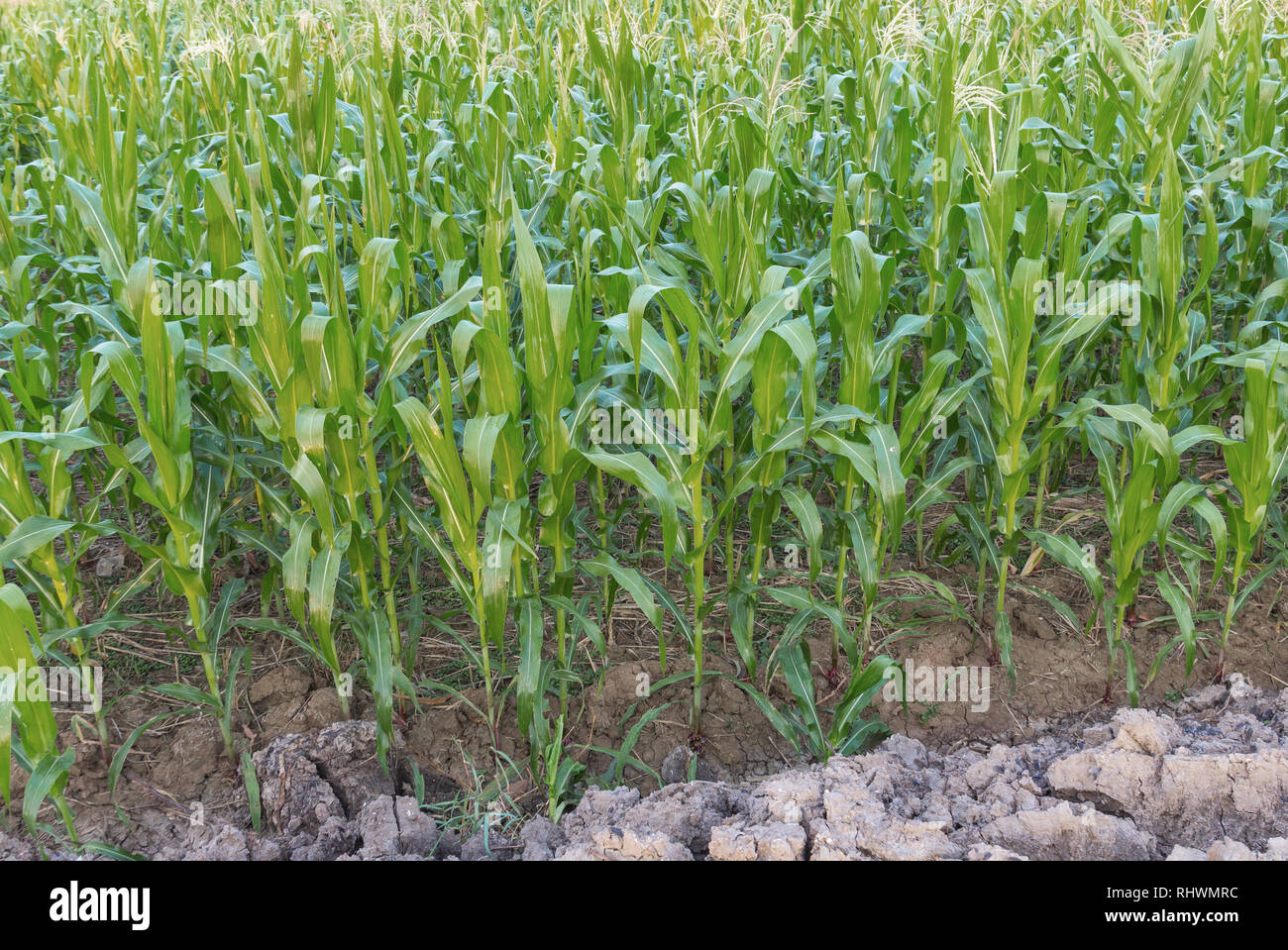 Zea mays linn hi-res stock photography and images - Alamy