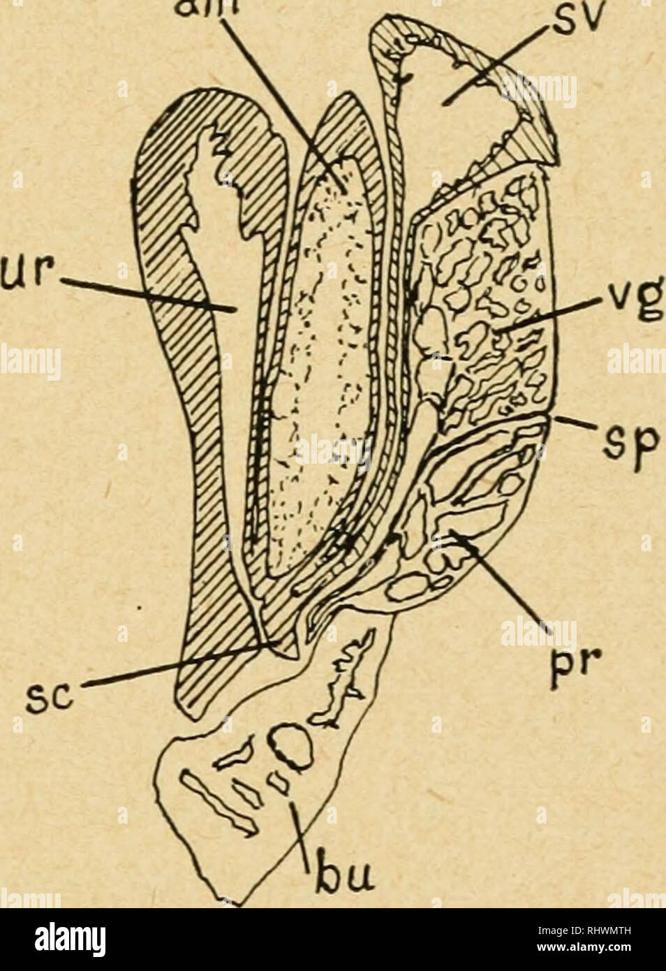 Seminal Vesicle Stock Photos & Seminal Vesicle Stock Images - Alamy
