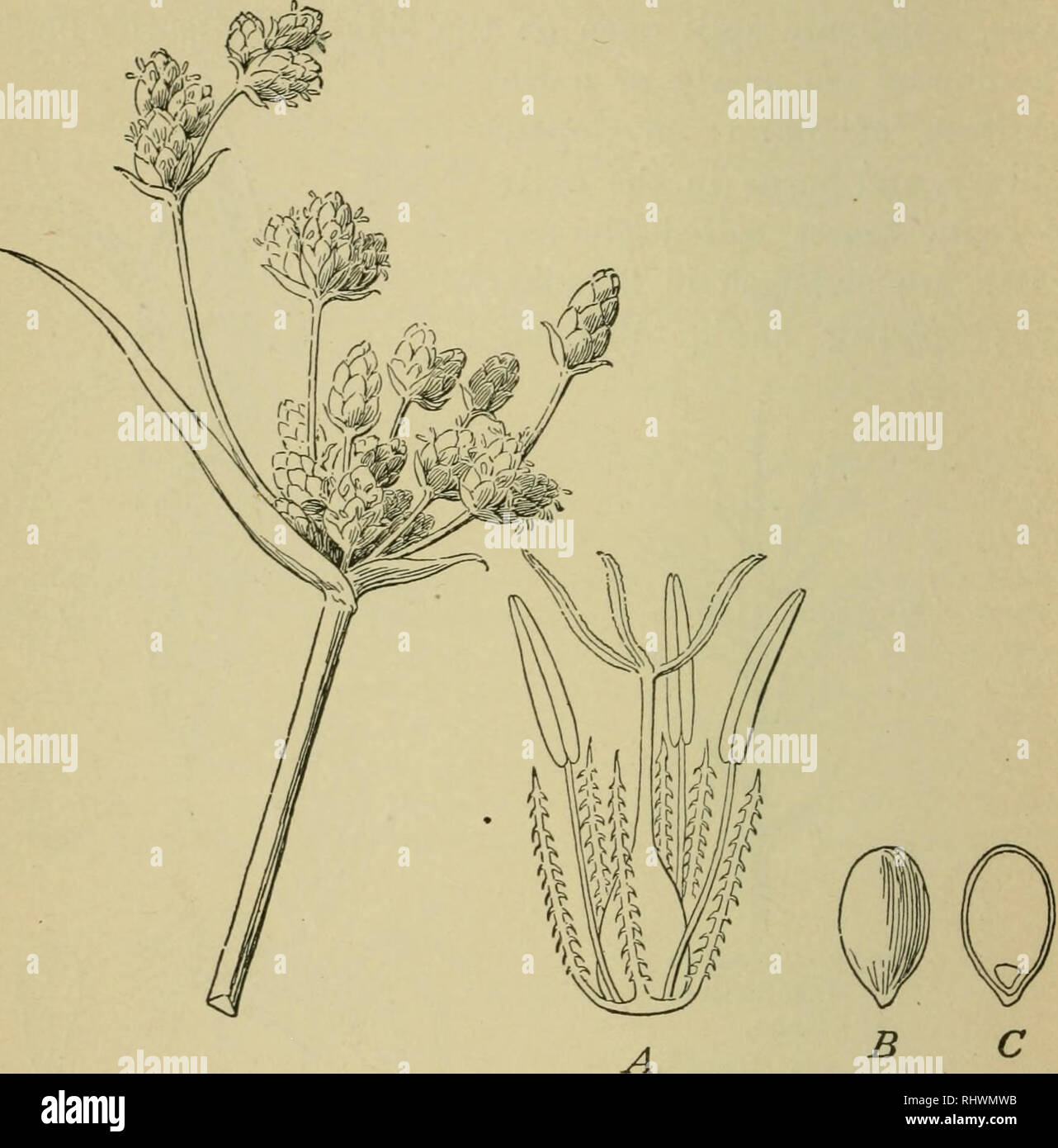 . Bergen's botany : key and flora : Pacific coast ed.. Plants. 22 KEY ...