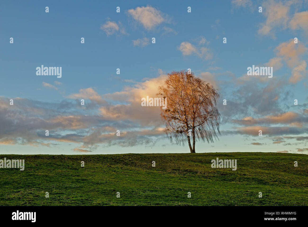 landscape single tree in sunlight Stock Photo - Alamy