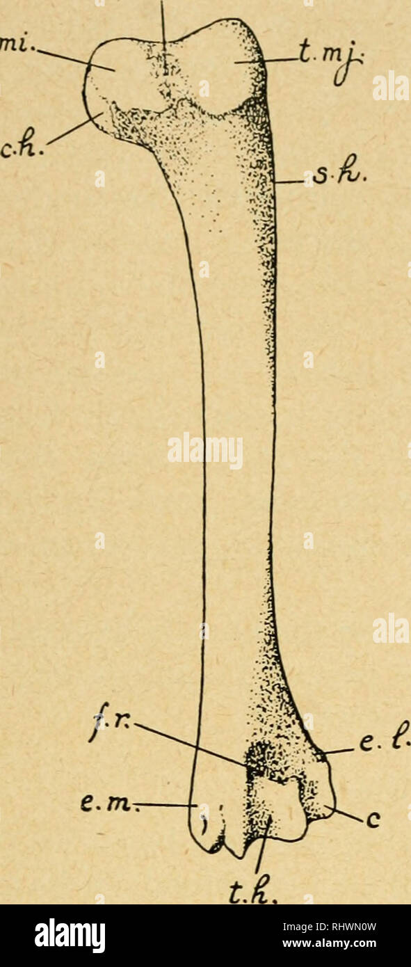 . Bensley's Practical anatomy of the rabbit : an elementary laboratory ...