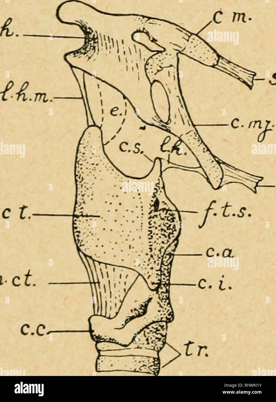 Mylohyoid line hi-res stock photography and images - Alamy