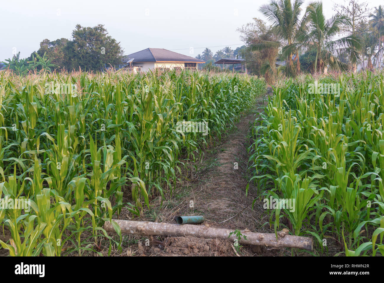 Zea mays linn hi-res stock photography and images - Alamy