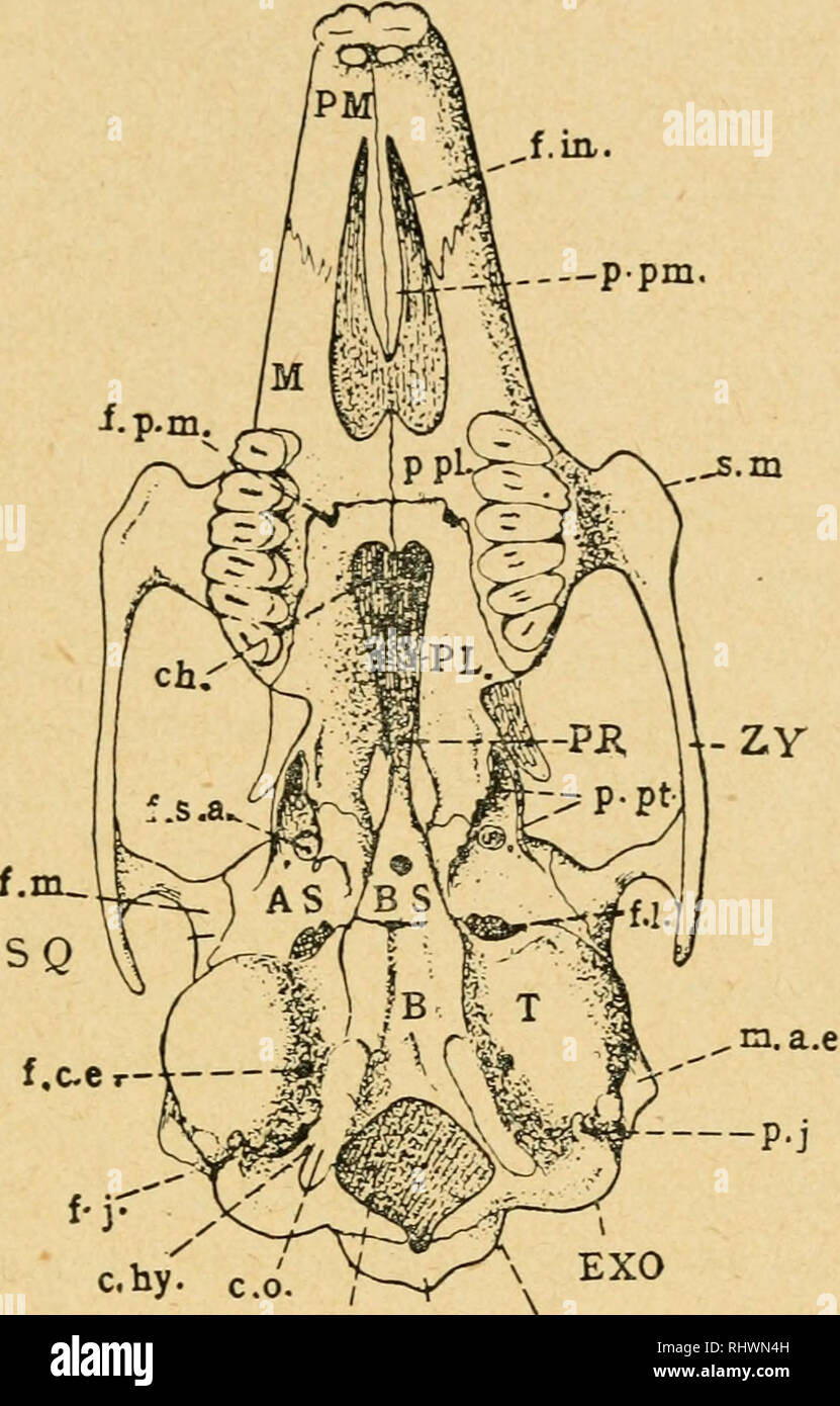 Occipital posterior position hi-res stock photography and images - Alamy