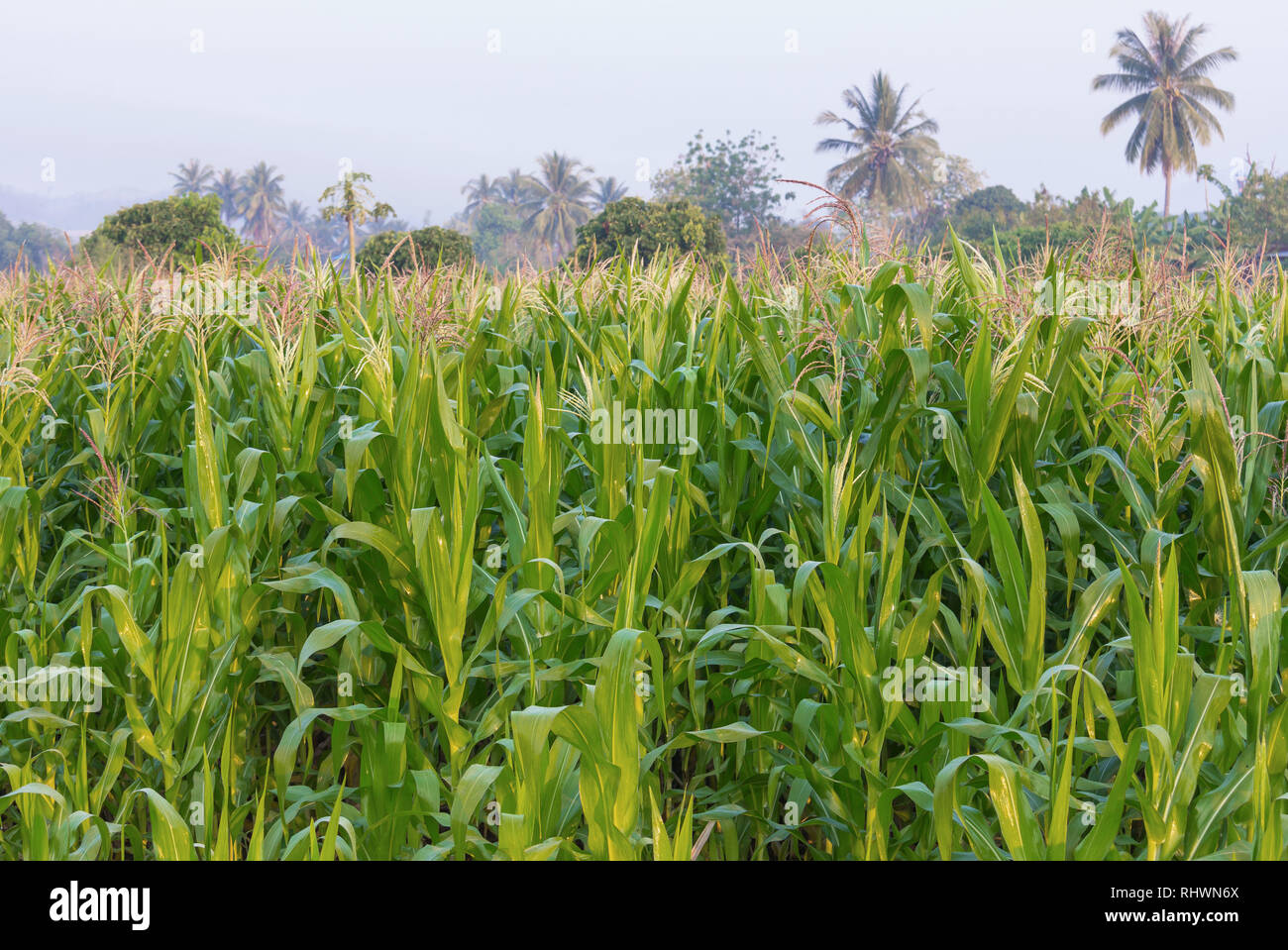 Zea mays Linn. , Sweet corn in the field Stock Photo - Alamy