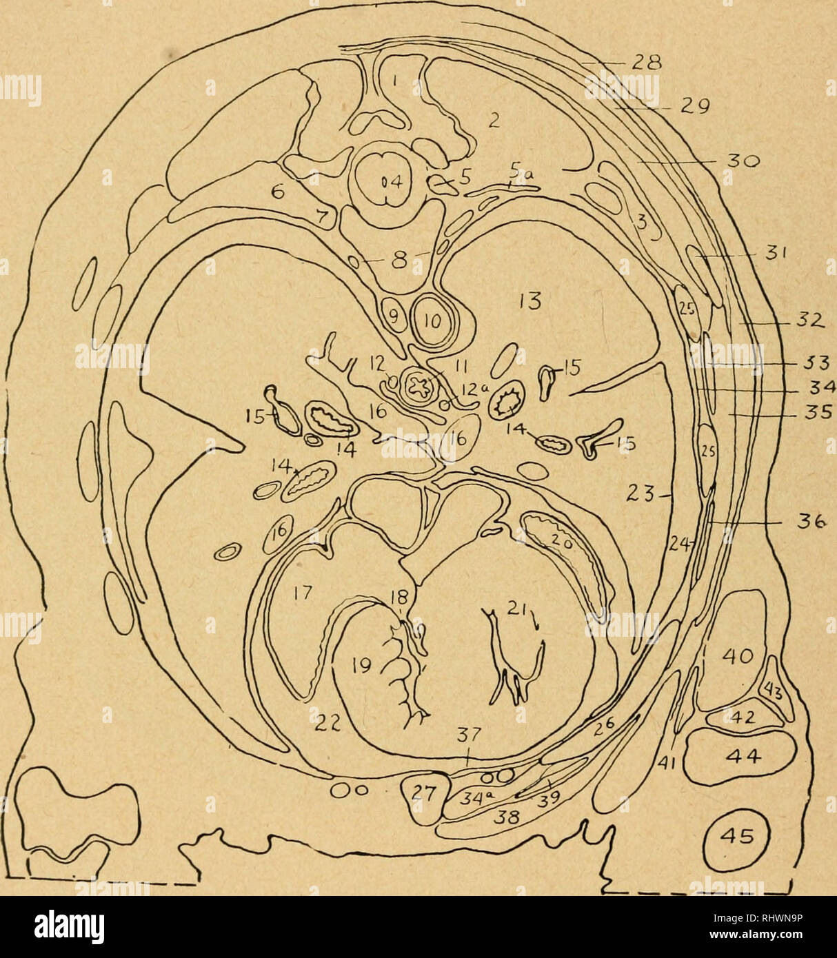 . Bensley's Practical anatomy of the rabbit : an elementary laboratory ...
