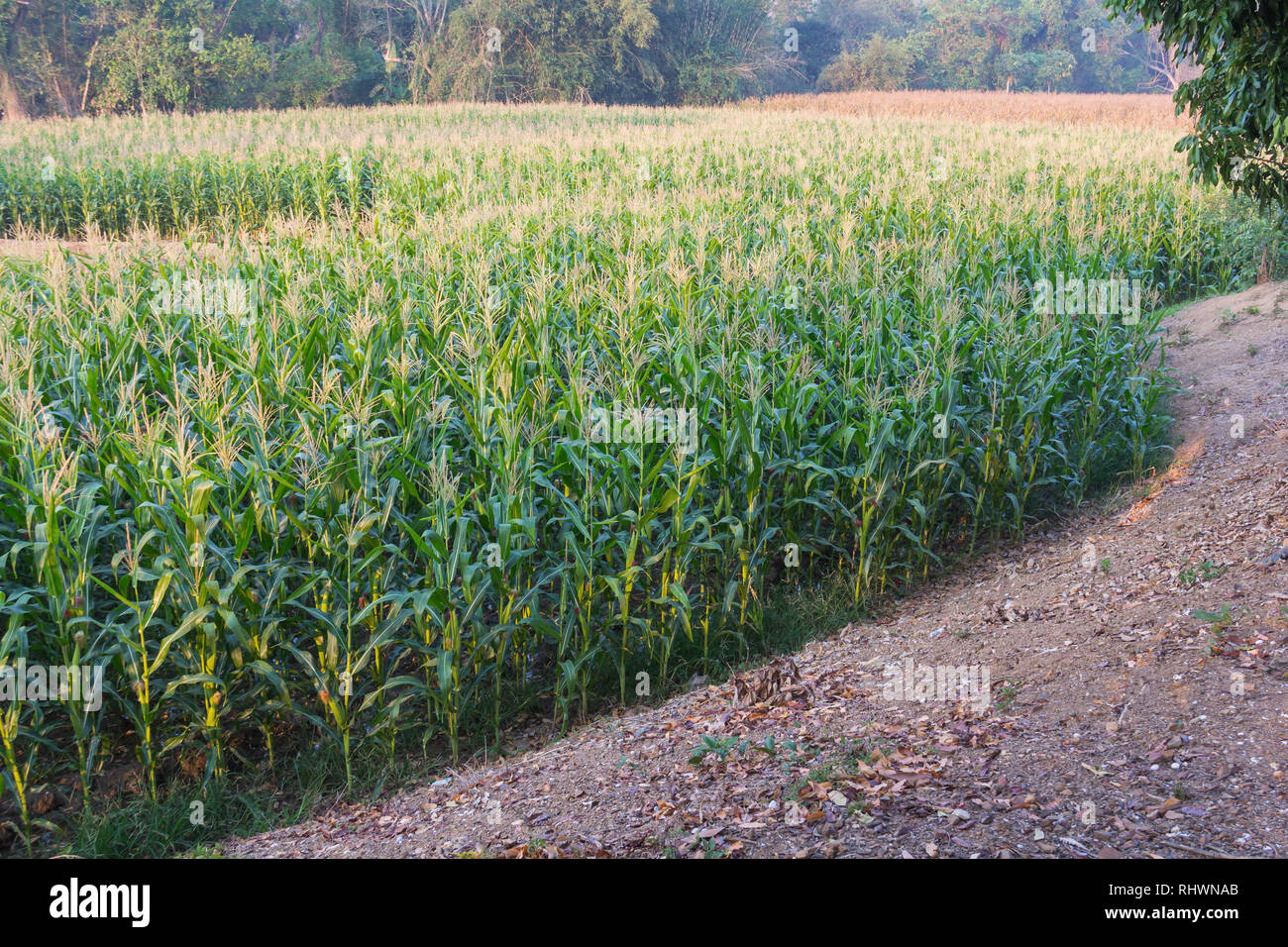 Zea mays linn hi-res stock photography and images - Alamy