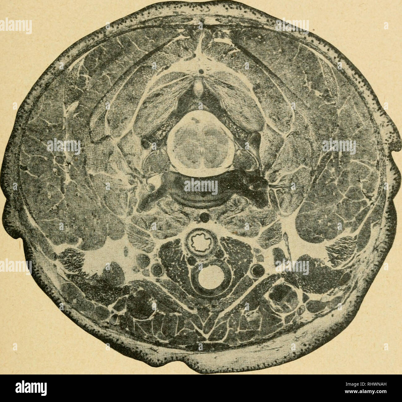 . Bensley's Practical anatomy of the rabbit : an elementary laboratory ...