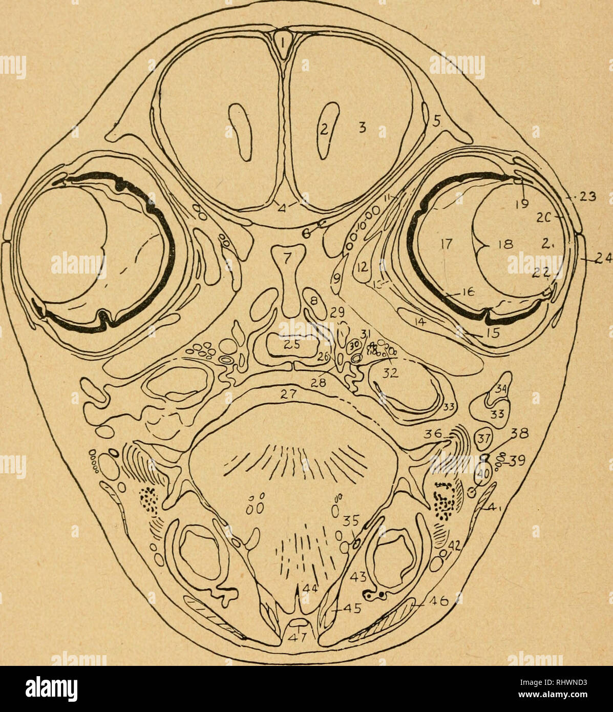 . Bensley's Practical anatomy of the rabbit : an elementary laboratory ...