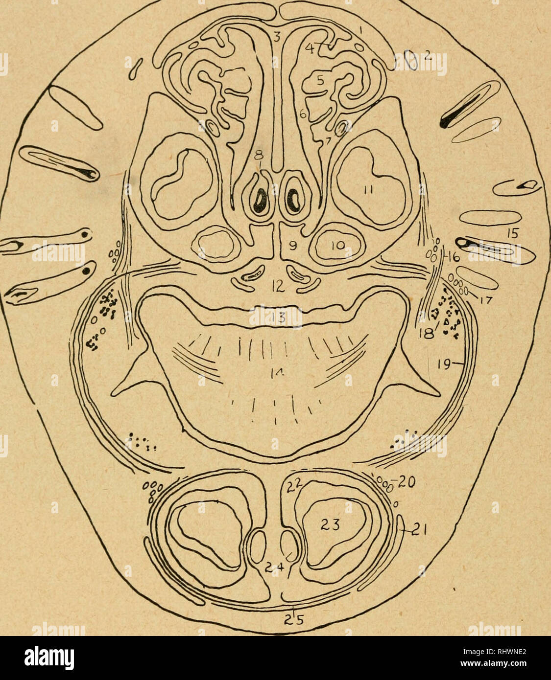 . Bensley's Practical anatomy of the rabbit : an elementary laboratory ...