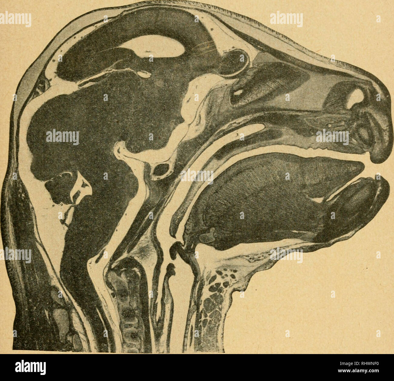 Bensleys practical anatomy rabbit elementary hi-res stock photography ...