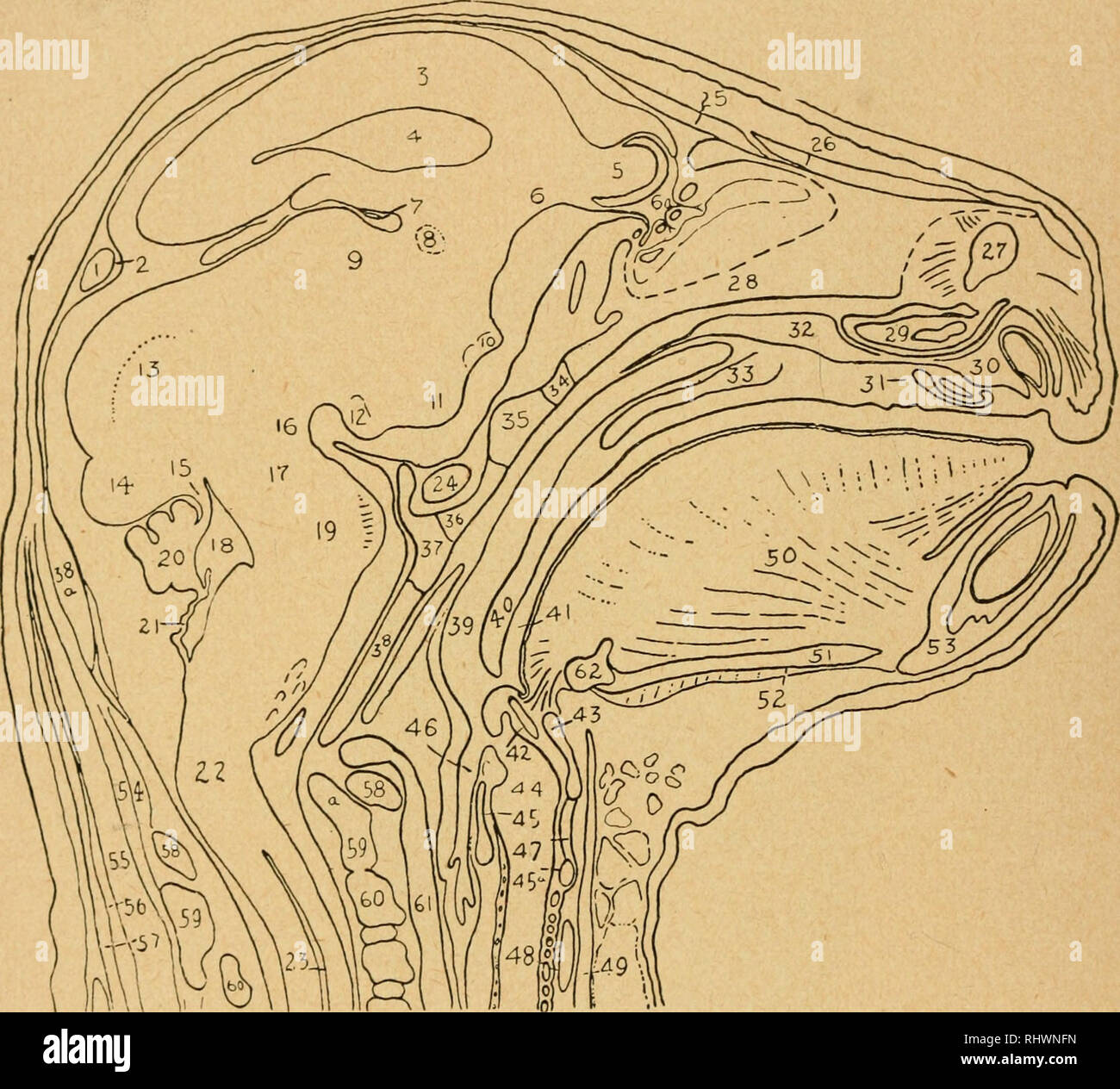 . Bensley's Practical anatomy of the rabbit : an elementary laboratory ...