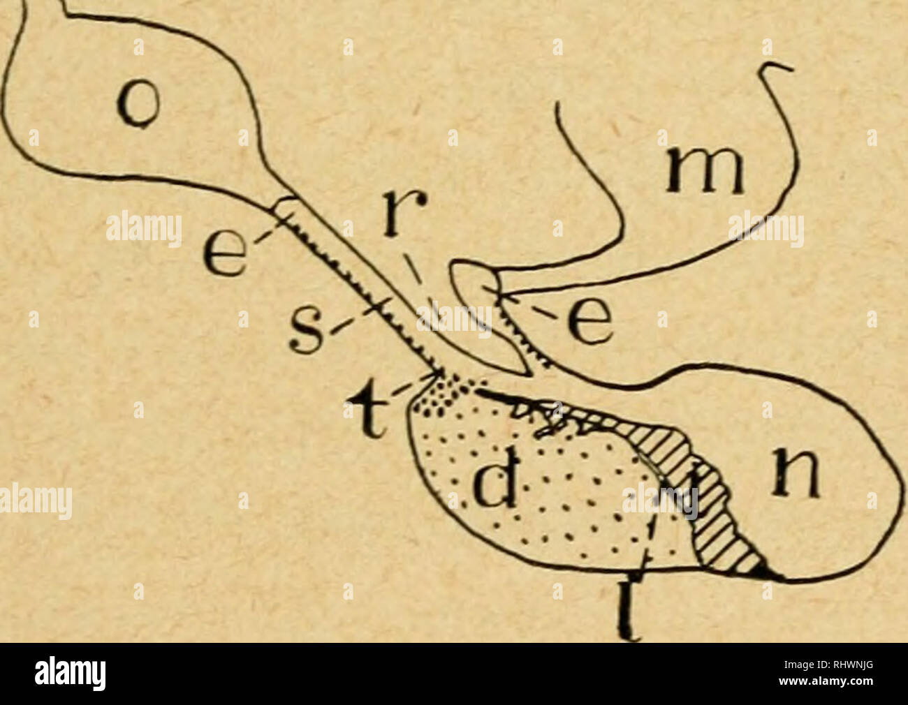 . Bensley's Practical anatomy of the rabbit : an elementary laboratory ...