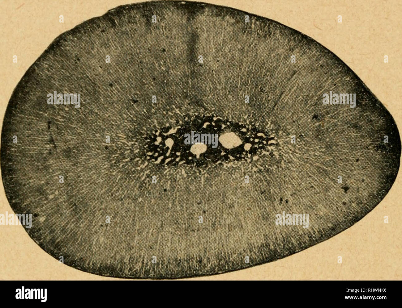 . Bensley's Practical anatomy of the rabbit : an elementary laboratory ...