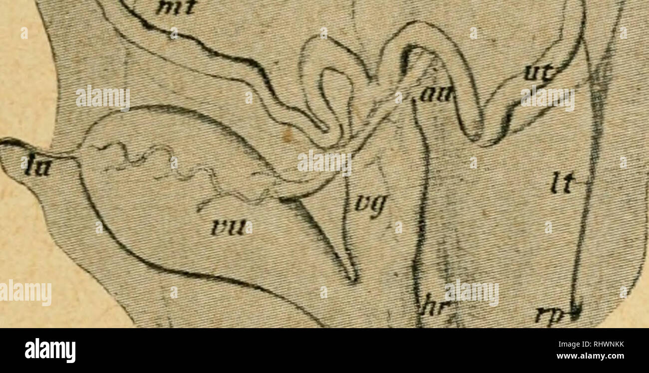 . Bensley's Practical anatomy of the rabbit : an elementary laboratory ...