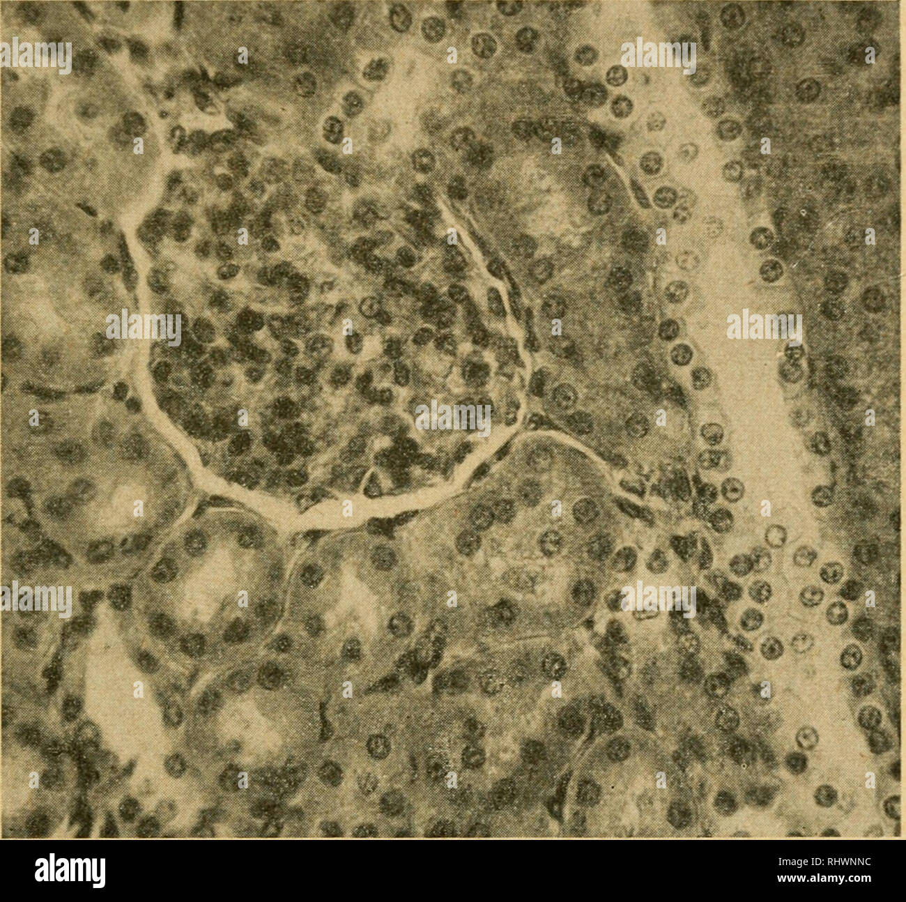 . Bensley's Practical anatomy of the rabbit : an elementary laboratory ...