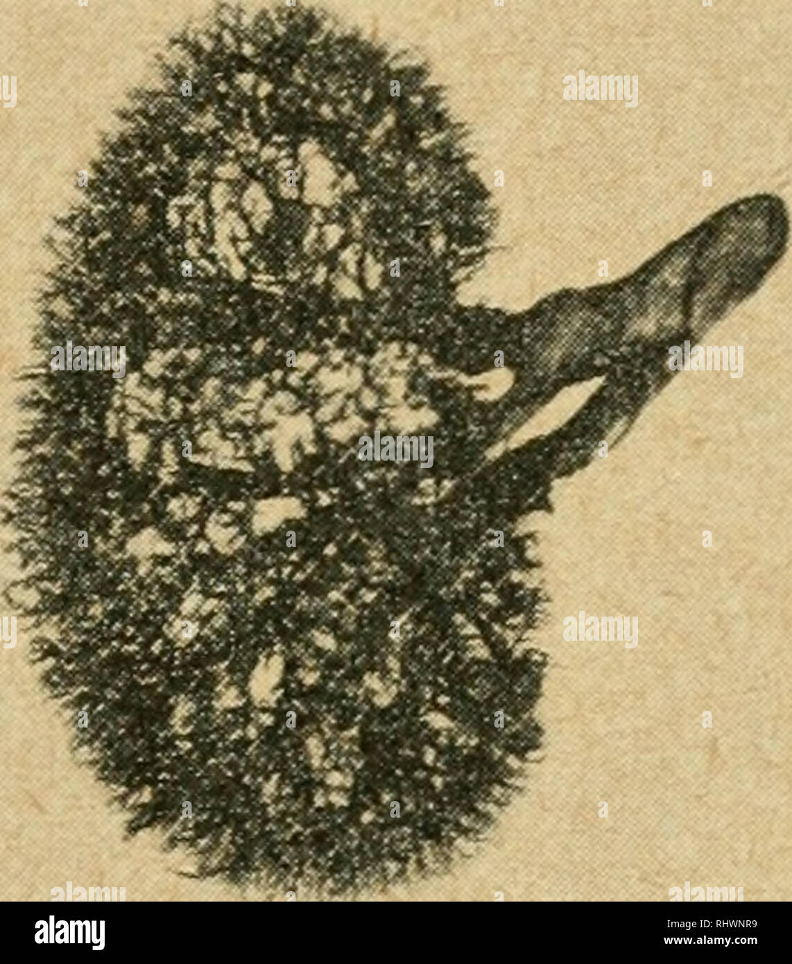 . Bensley's Practical anatomy of the rabbit : an elementary laboratory ...