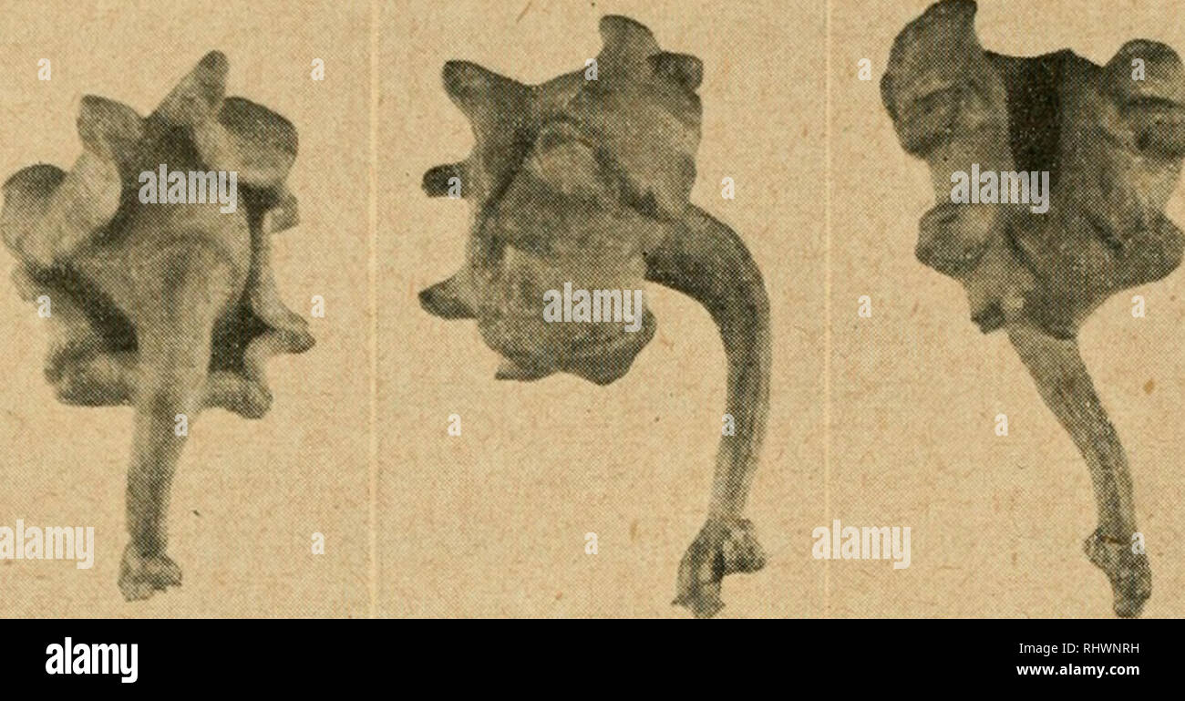 . Bensley's Practical anatomy of the rabbit : an elementary laboratory ...