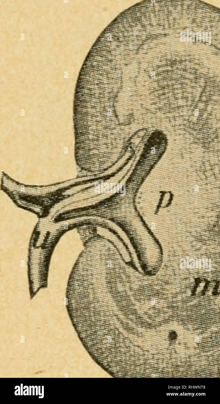 . Bensley's Practical anatomy of the rabbit : an elementary laboratory ...