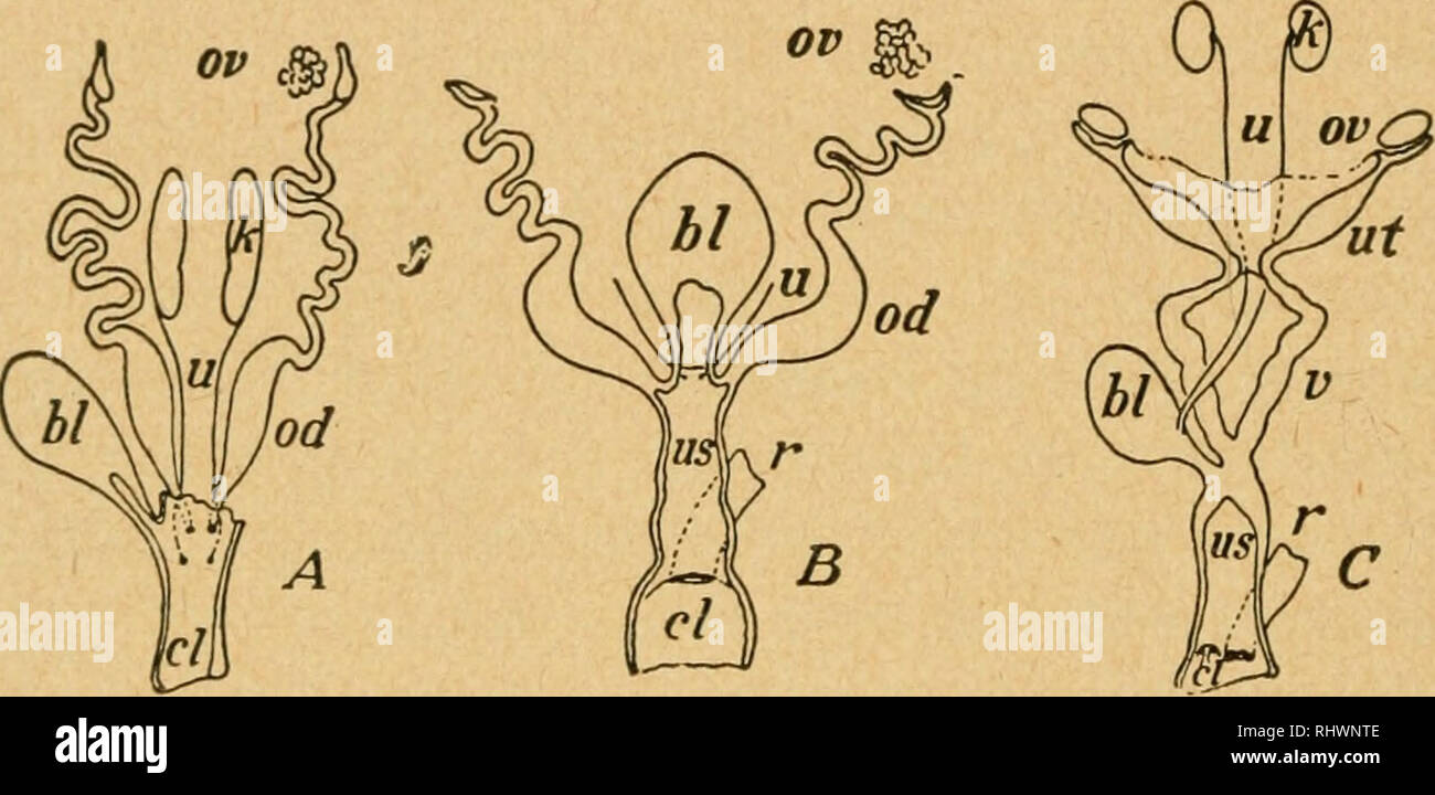 . Bensley's Practical anatomy of the rabbit : an elementary laboratory ...