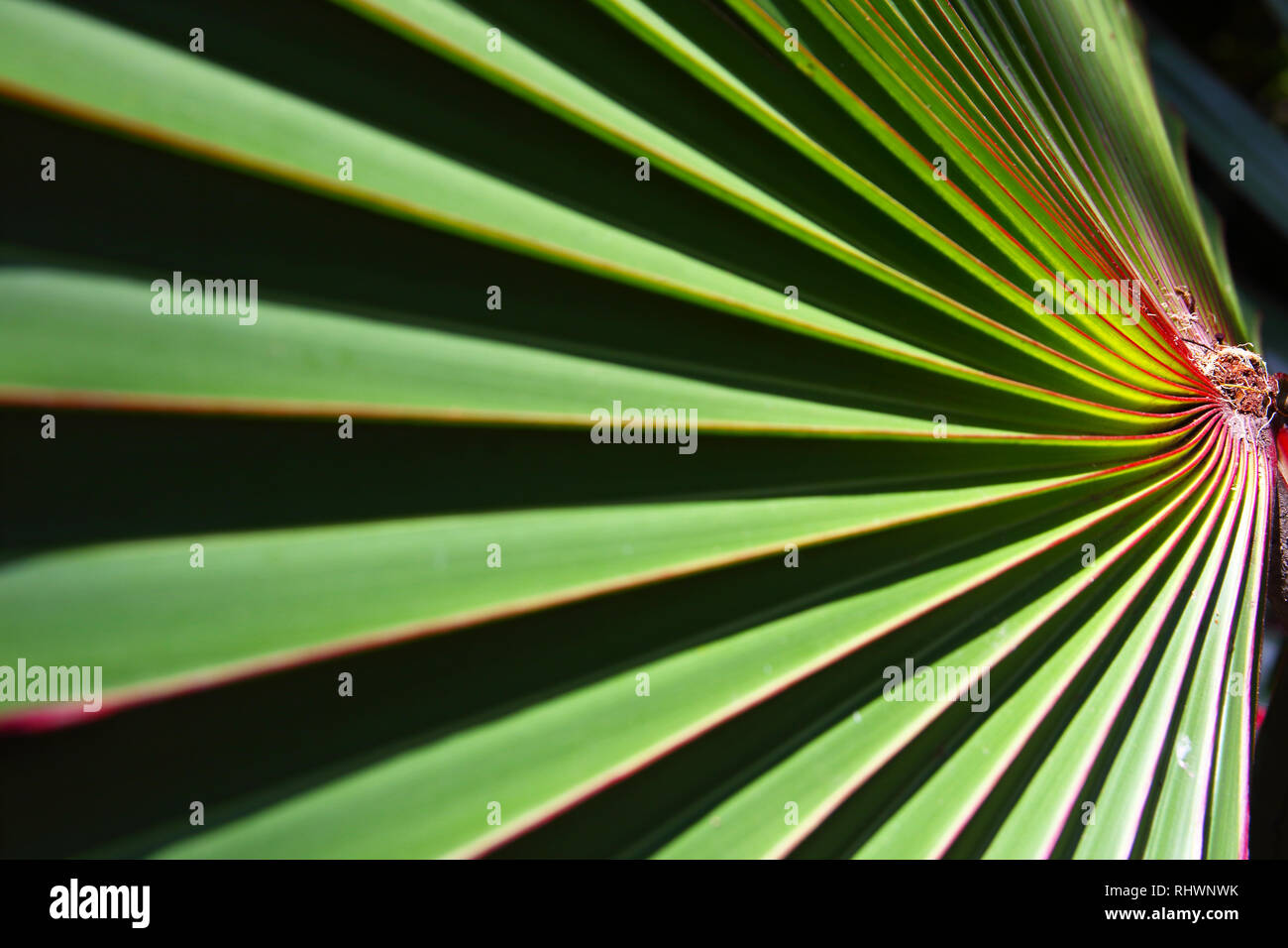 Side view of a palm leaf Stock Photo - Alamy