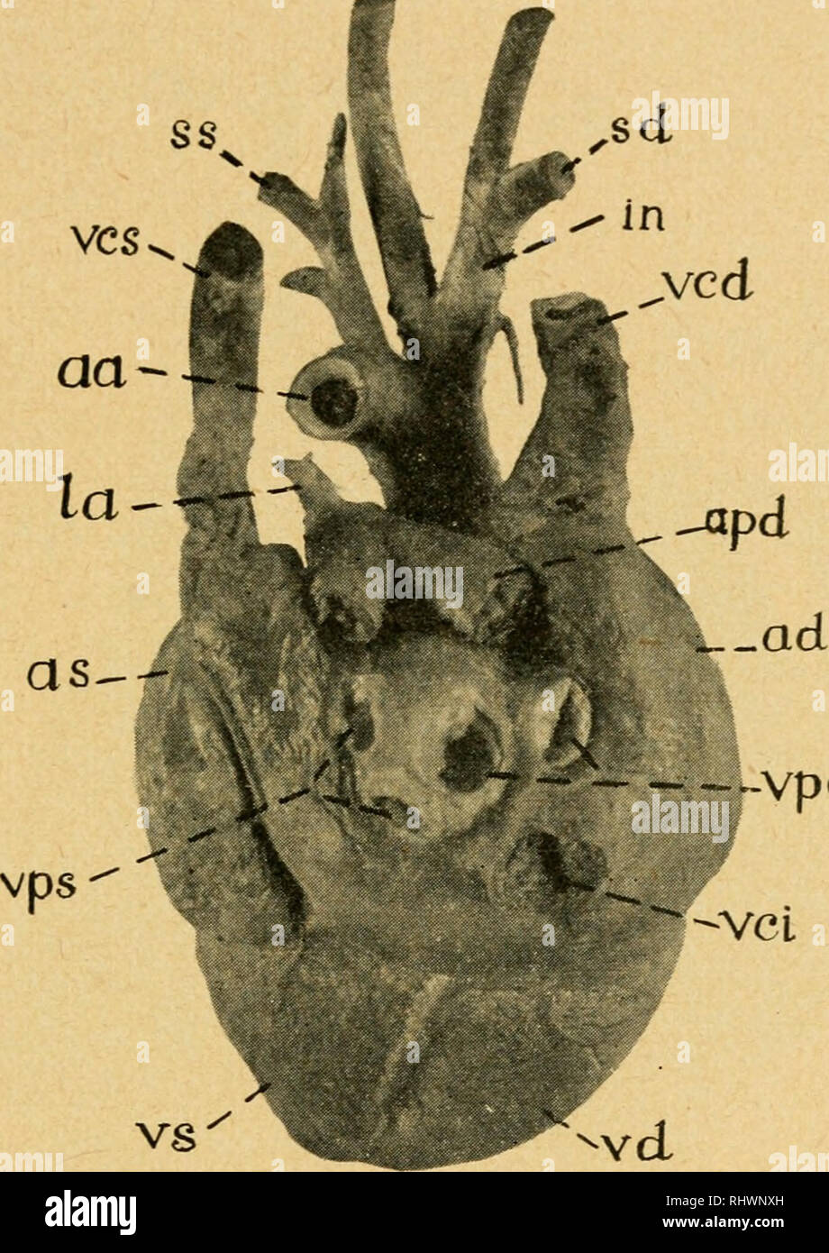 . Bensley's Practical anatomy of the rabbit : an elementary laboratory ...