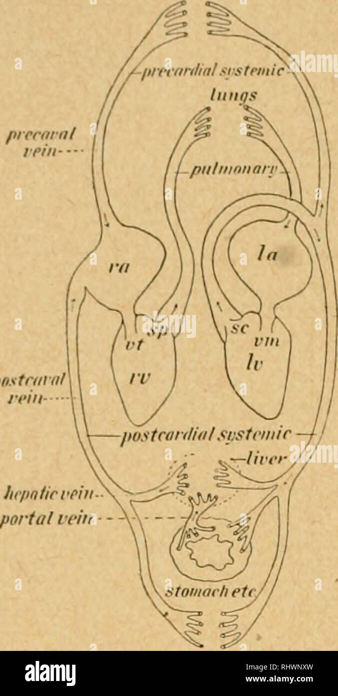 Rabbit Heart Diagram