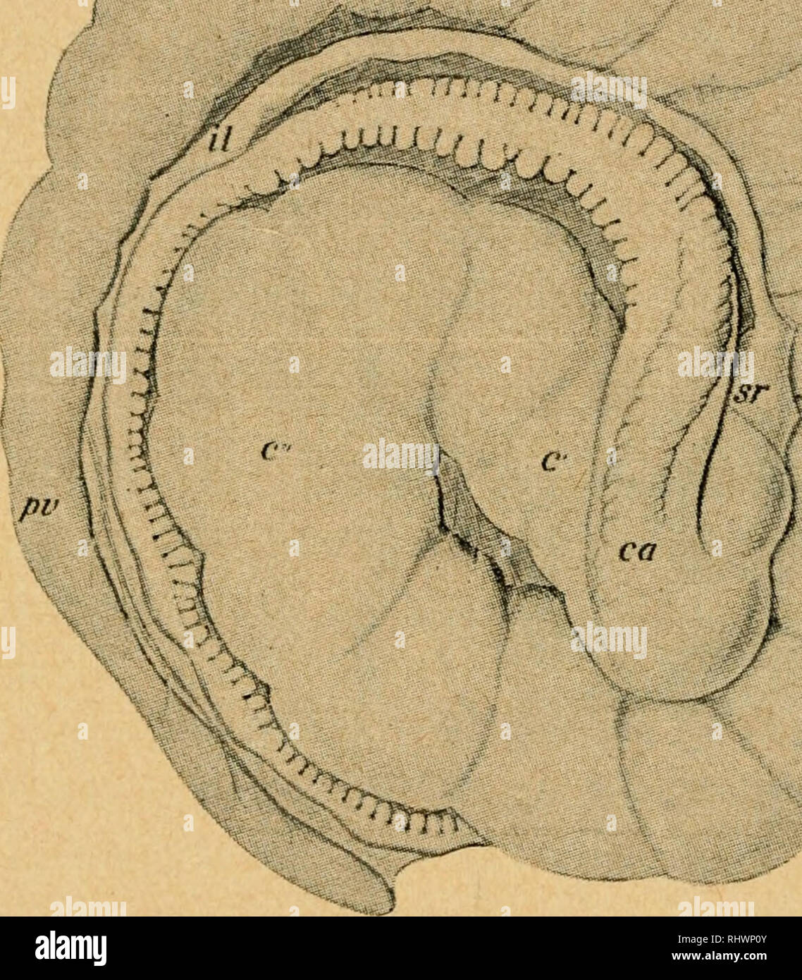 . Bensley's Practical anatomy of the rabbit : an elementary laboratory ...