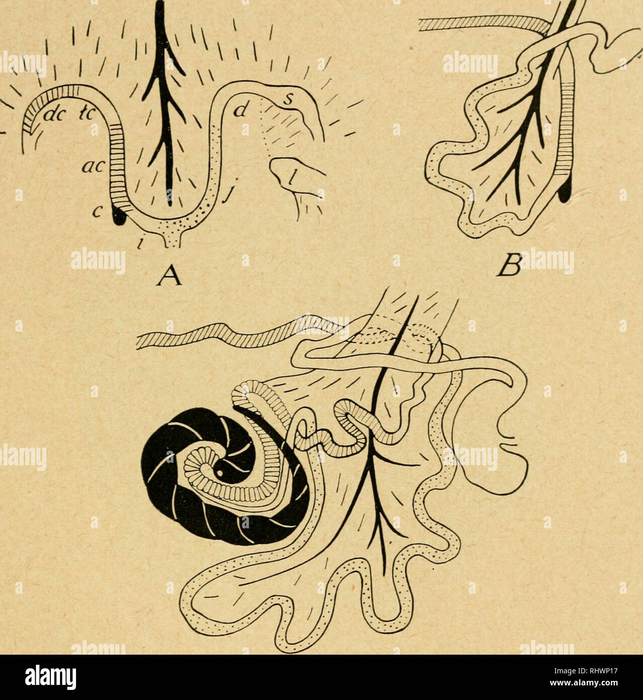 Mammalian digestive system anatomy hi-res stock photography and images ...