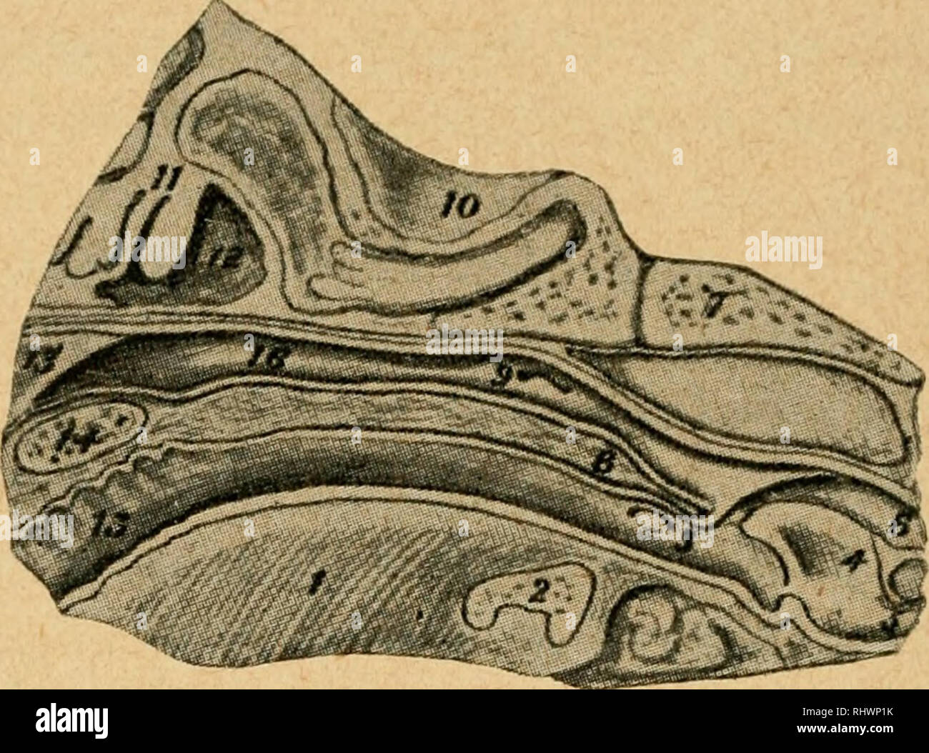 . Bensley's Practical anatomy of the rabbit : an elementary laboratory ...