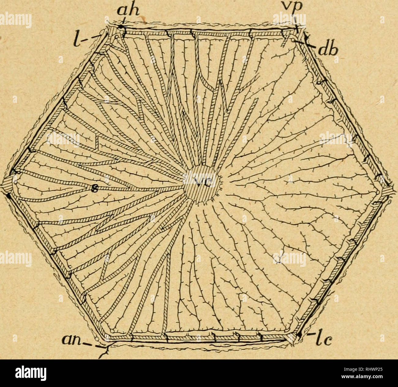 . Bensley's Practical anatomy of the rabbit : an elementary laboratory ...