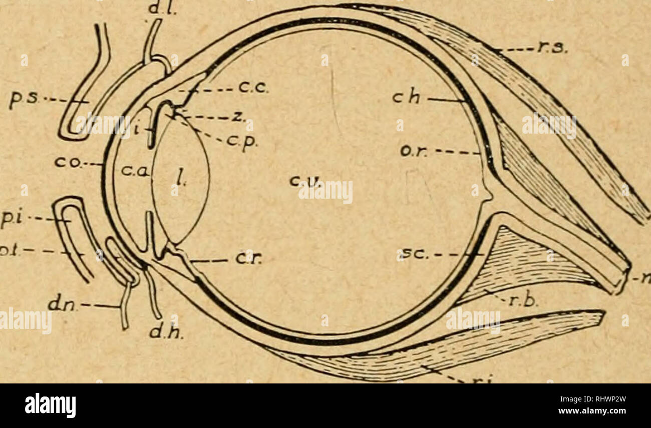 . Bensley's Practical anatomy of the rabbit : an elementary laboratory ...