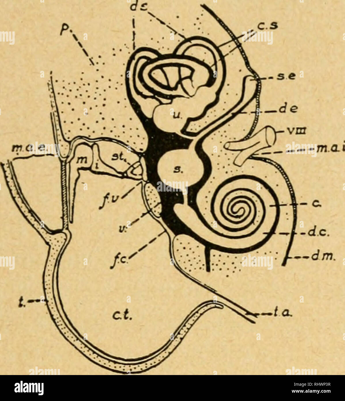 . Bensley's Practical anatomy of the rabbit : an elementary laboratory ...