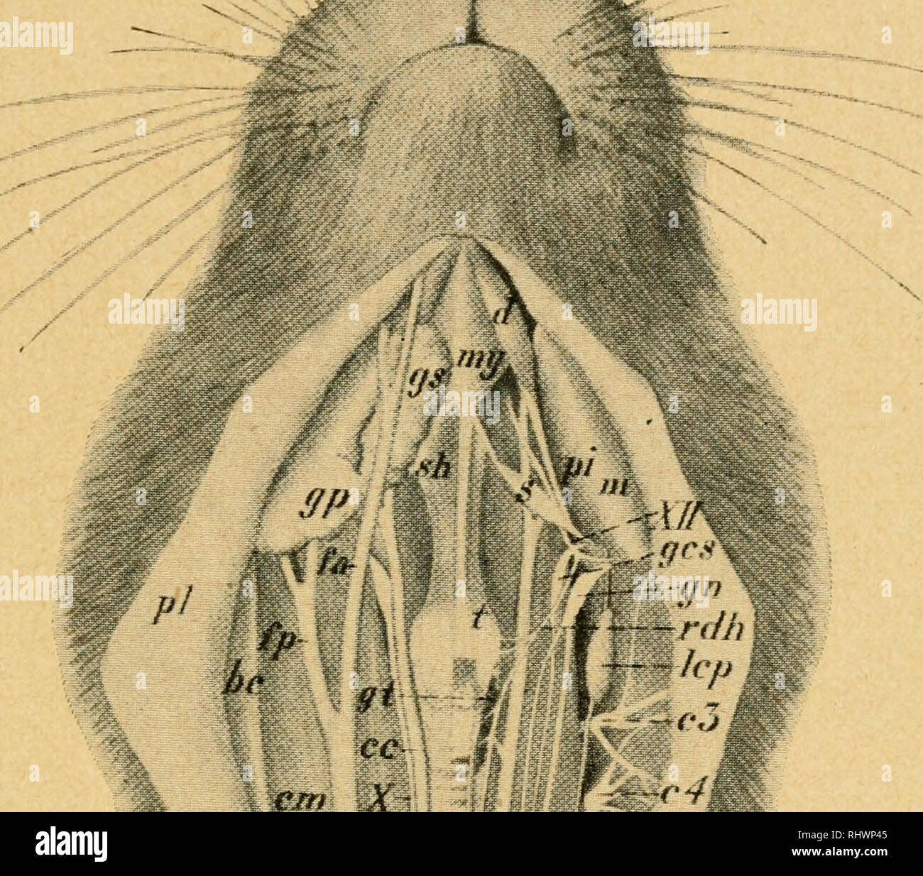 . Bensley's Practical anatomy of the rabbit : an elementary laboratory ...