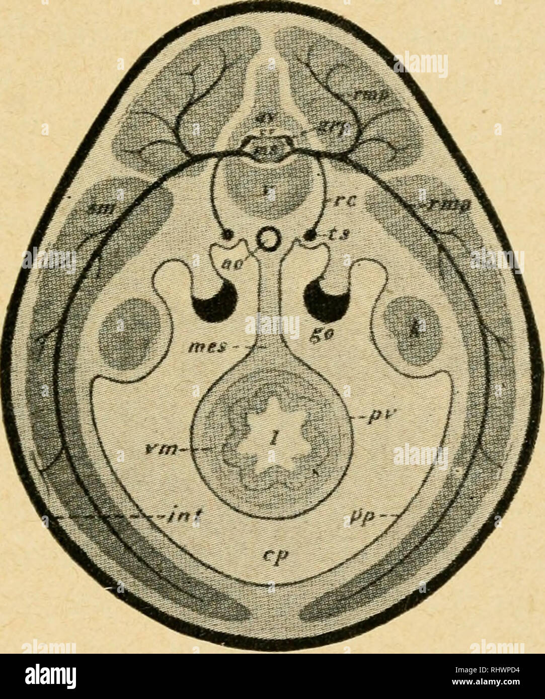Autonomic Nervous System Stock Photos & Autonomic Nervous System Stock ...