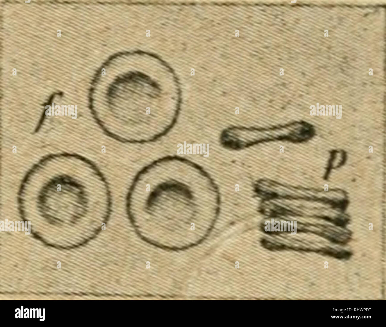 . Bensley's Practical anatomy of the rabbit : an elementary laboratory ...