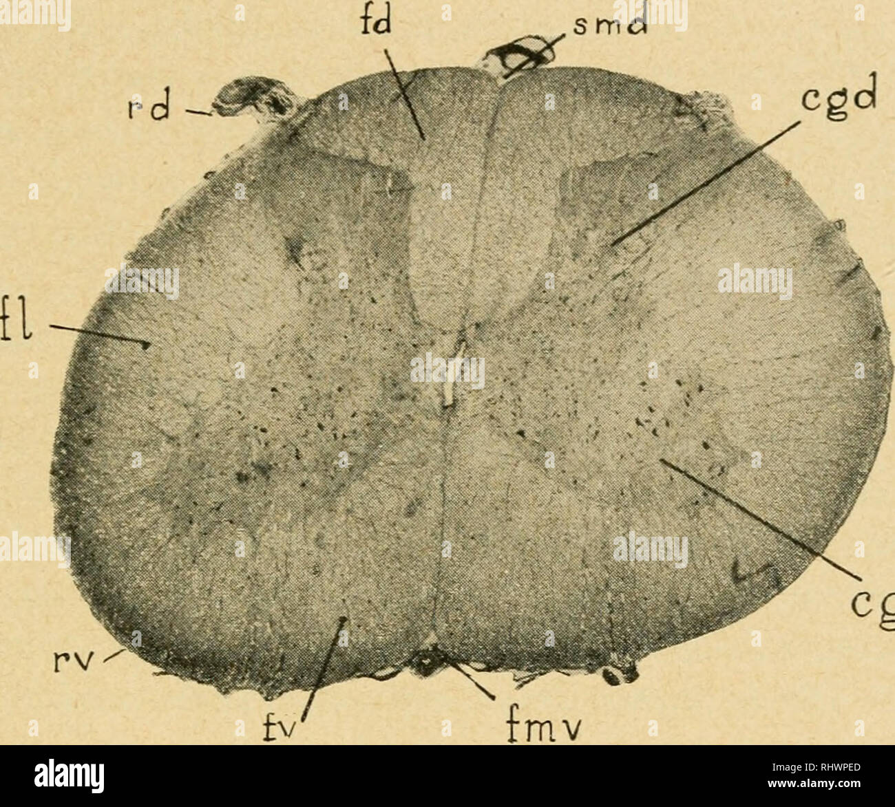 . Bensley's Practical anatomy of the rabbit : an elementary laboratory ...