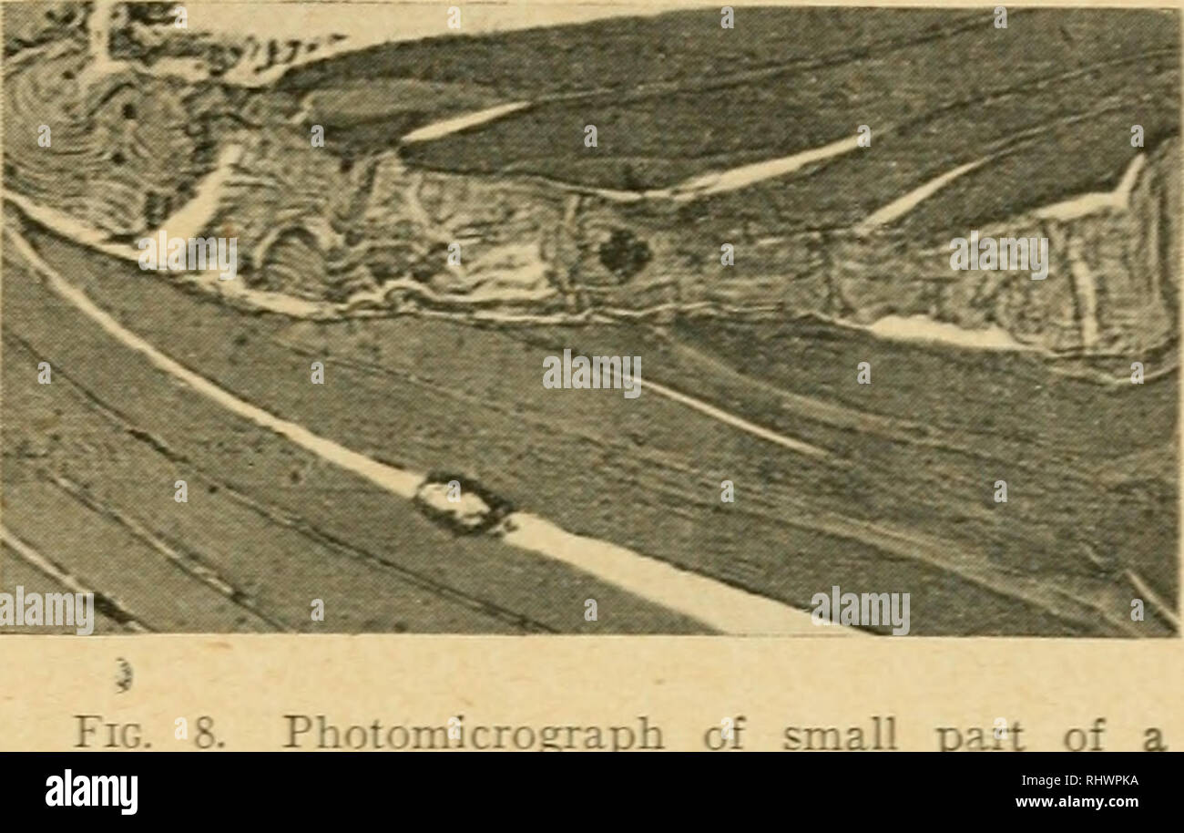 . Bensley's Practical anatomy of the rabbit : an elementary laboratory ...